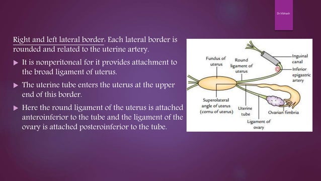 Gross Anatomy of Uterus | PPTX