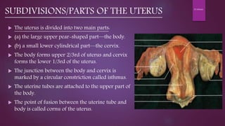 Gross Anatomy of Uterus | PPT