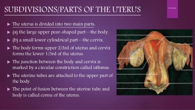 Gross Anatomy of Uterus