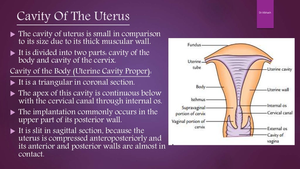 Internal Cervical Os Model Canal