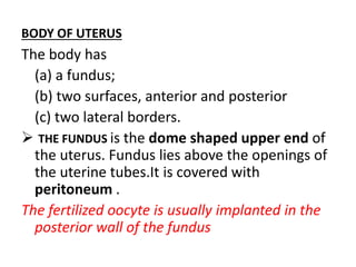 uterus.pptx