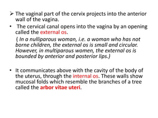 uterus.pptx
