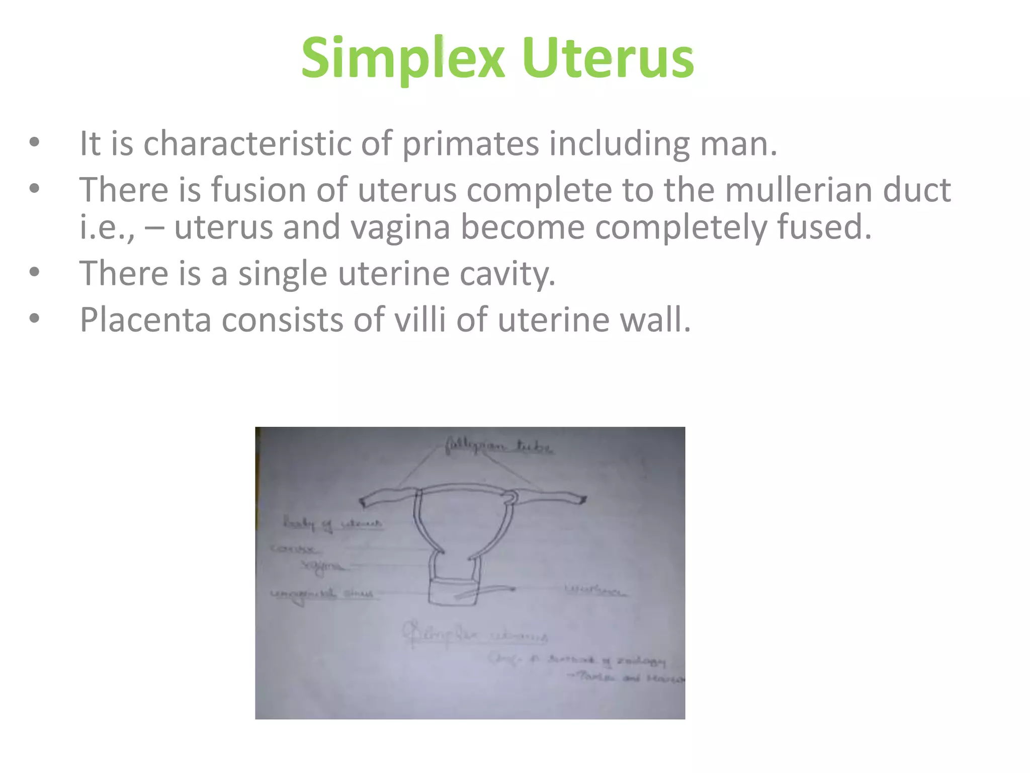 UTERUS.pptx