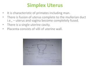 UTERUS.pptx