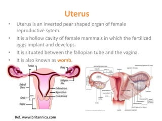 UTERUS.pptx