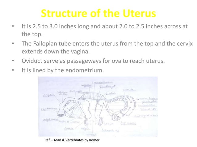 UTERUS.pptx