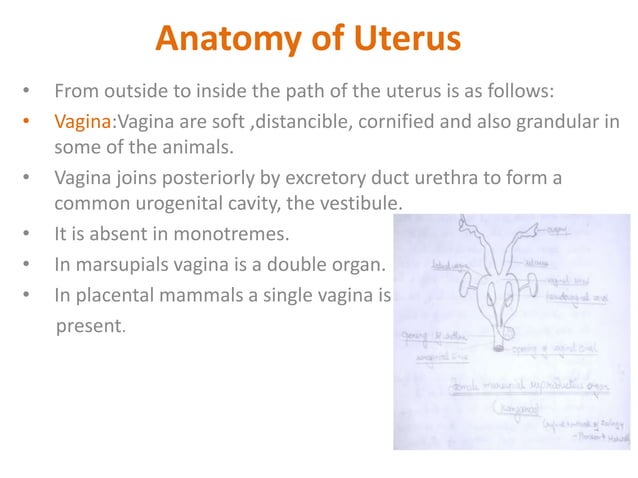 UTERUS.pptx