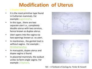 UTERUS.pptx
