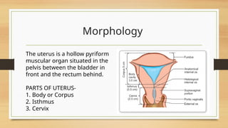 Uterus anatomy embryology, and clinical aspects | PPTX