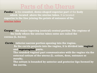 Uterus-Anatomy-Physiology-1.power point presentastion | PPTX