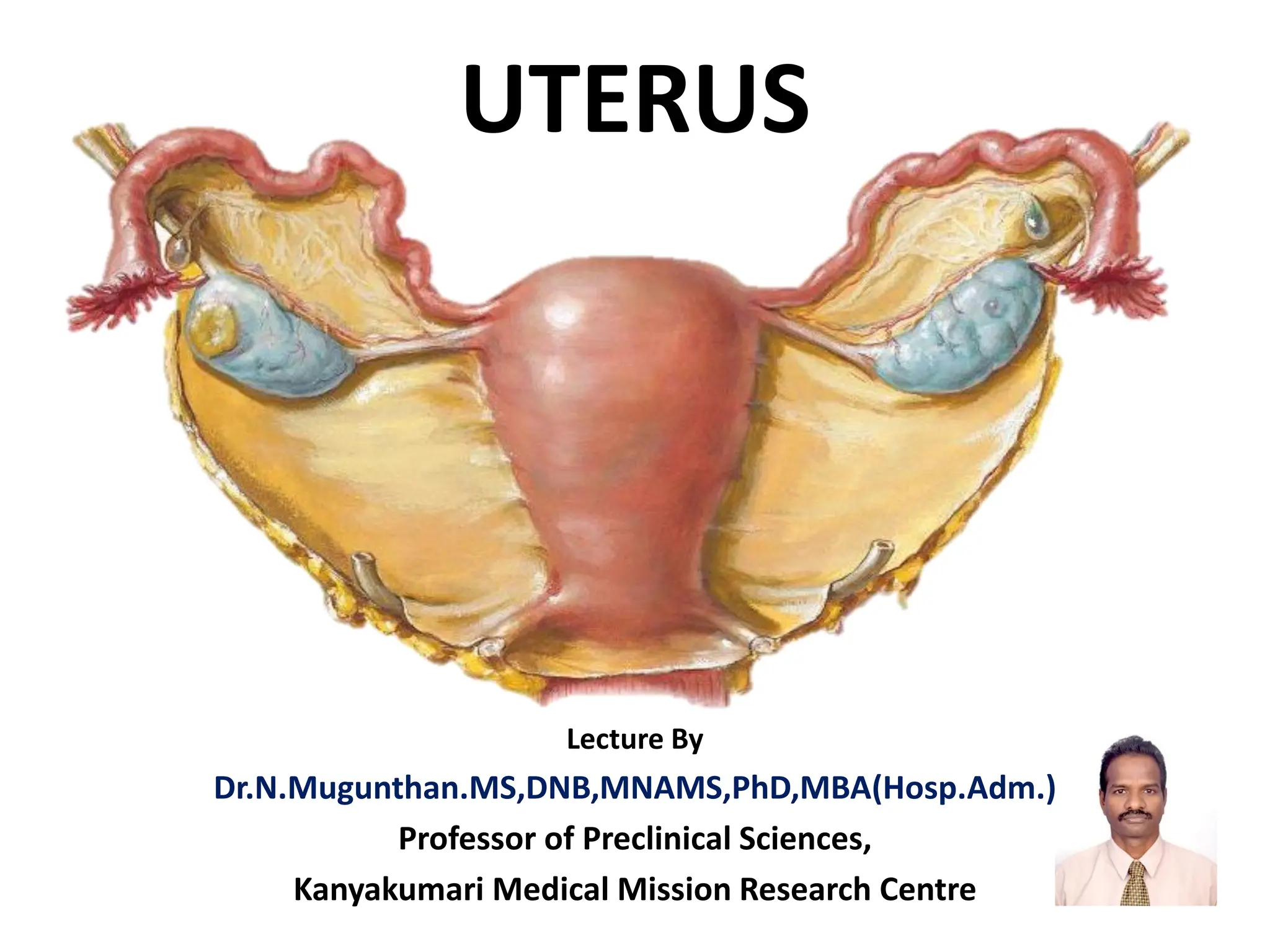 Anatomy of Uterus and its applied aspects- Prof.Dr.N.Mugunthan | PDF