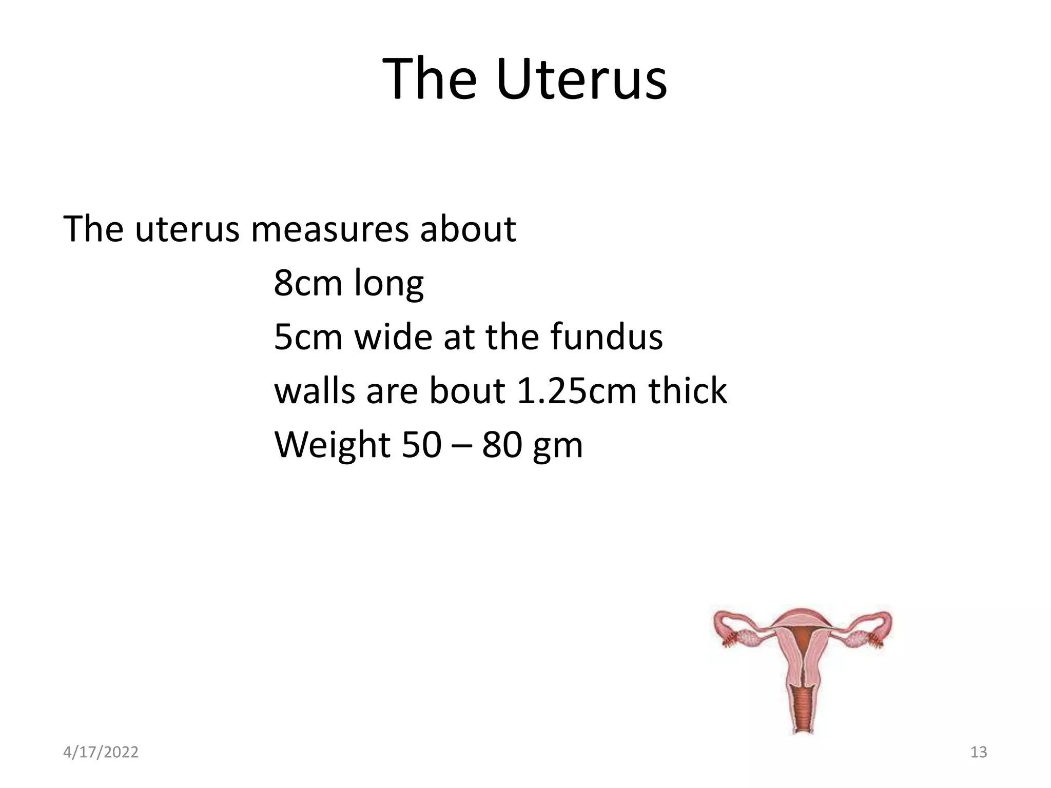Uterus Anatomy.pptx