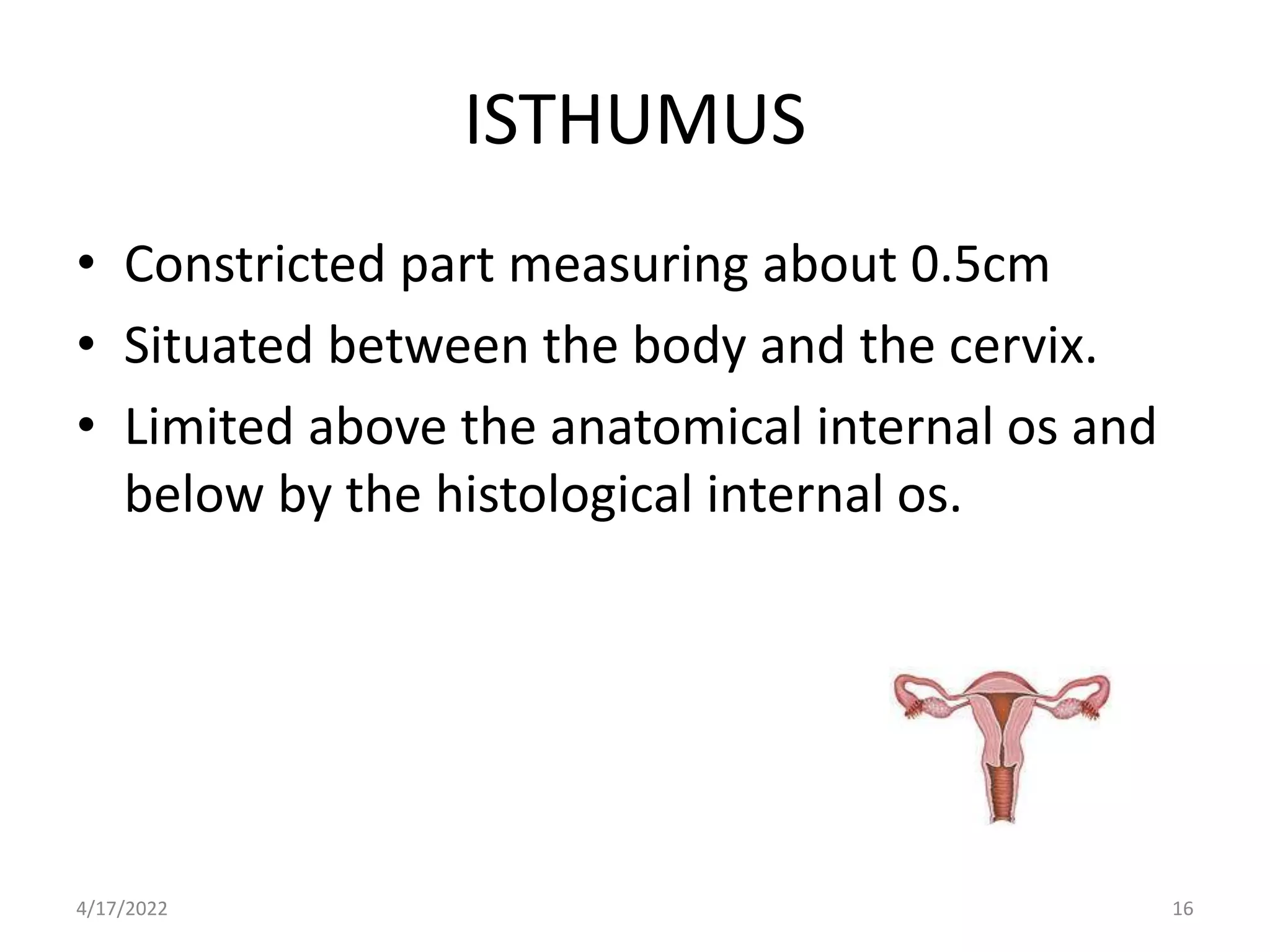 Uterus Anatomy.pptx