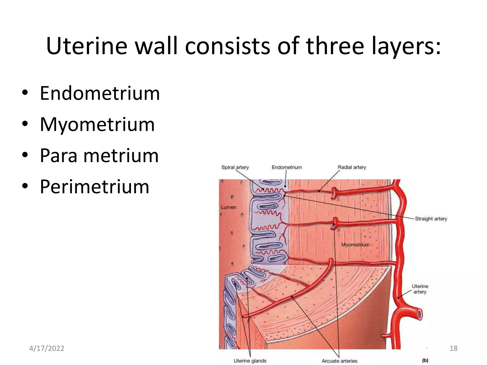 Uterus Anatomy.pptx