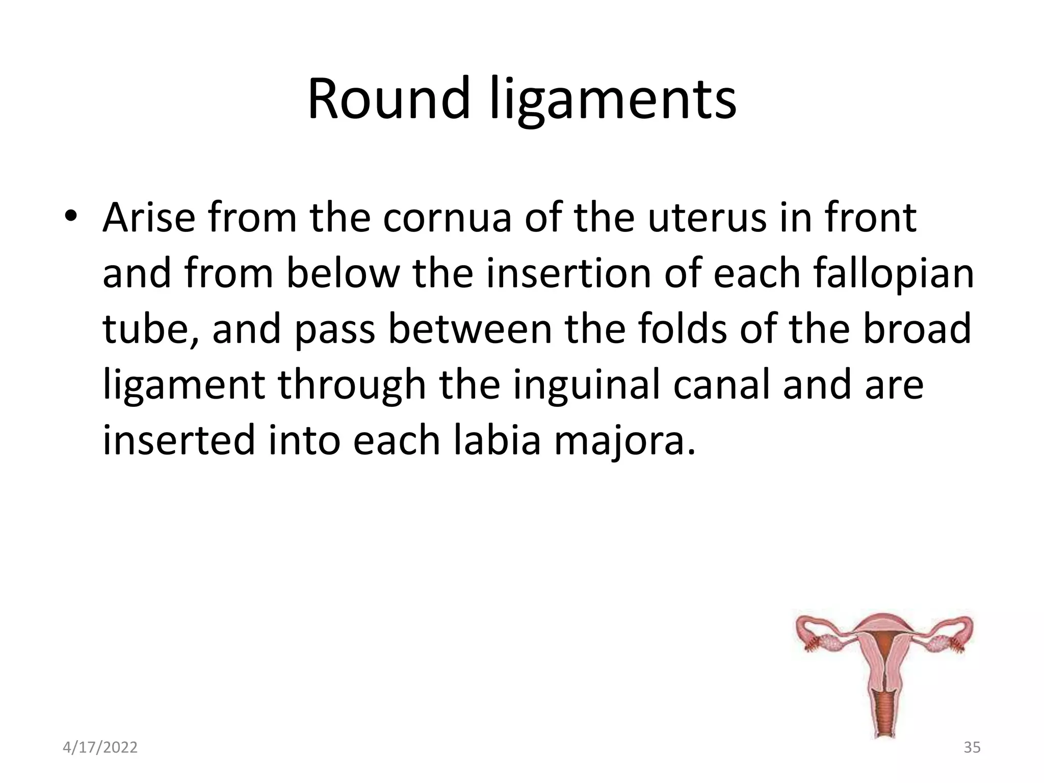 Uterus Anatomy.pptx