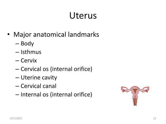 Uterus Anatomy.pptx | Pregnancy | Reproductive Health