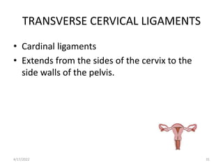 Uterus Anatomy.pptx