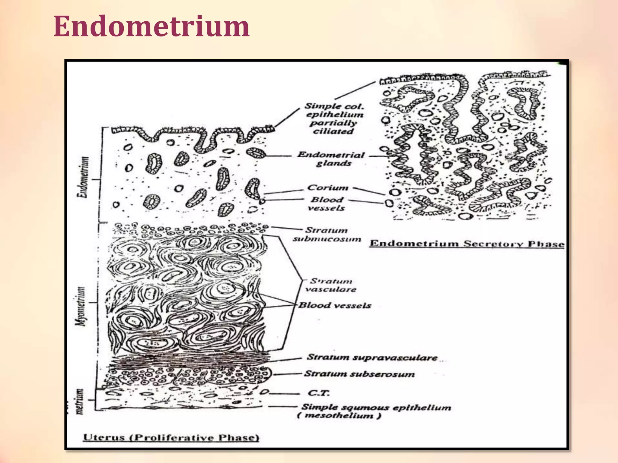 Histology of Uterus and placenta | PPT