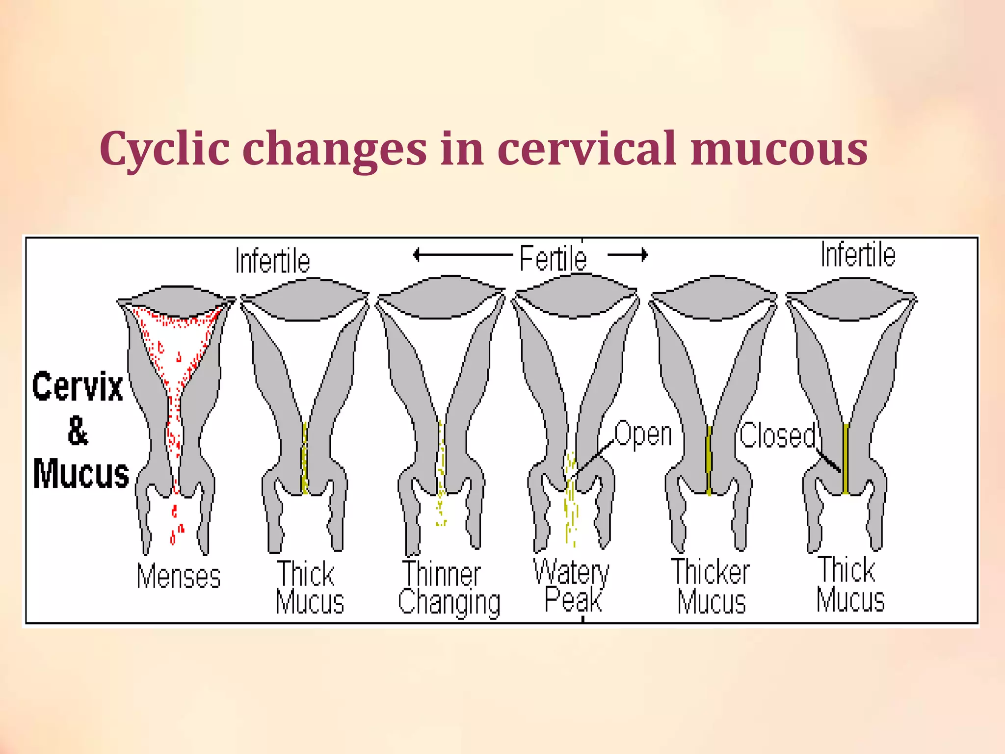 Histology of Uterus and placenta - maha hammady | PPTX