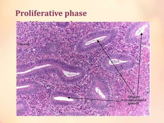Histology of Uterus and placenta | PPT