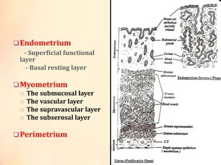 Histology of Uterus and placenta | PPT