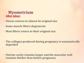 Histology of Uterus and placenta | PPT