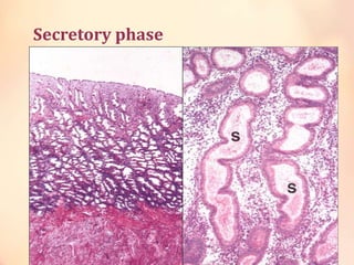 Histology of Uterus and placenta - maha hammady | PPTX