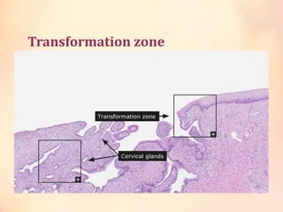 Histology of Uterus and placenta - maha hammady | PPTX
