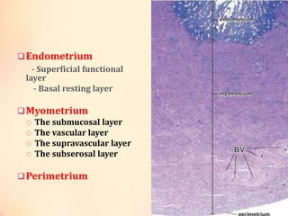 Histology of Uterus and placenta - maha hammady | PPTX
