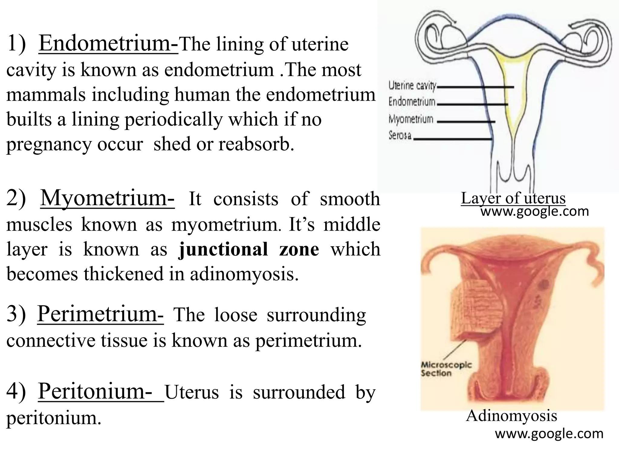 uterus modification.pptx