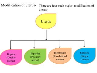 uterus modification.pptx