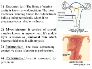 Perimetrium Of Uterus