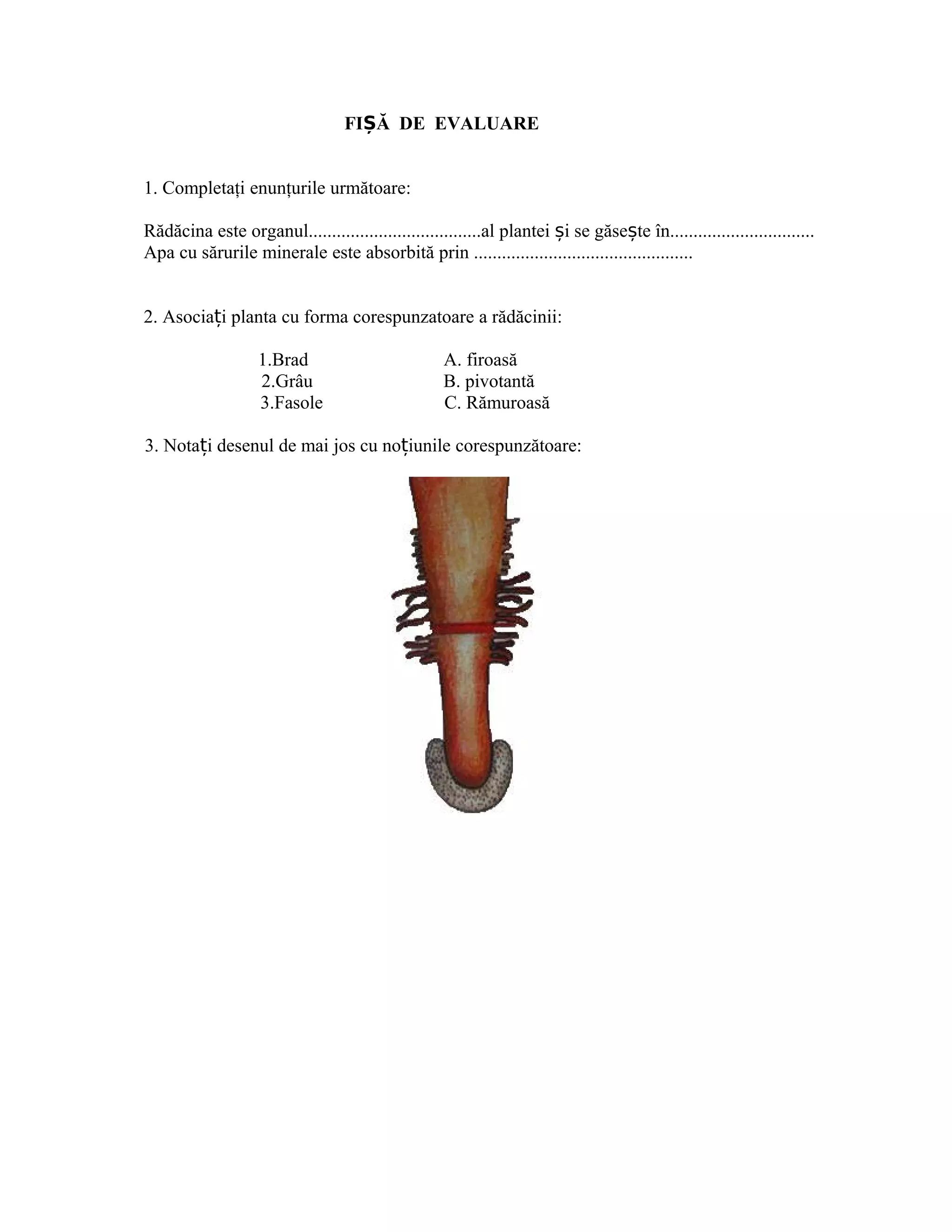 Fisa-de-evaluare Radacina | DOC