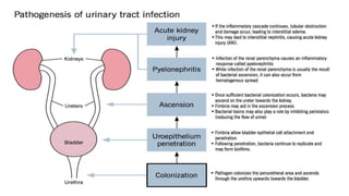 Drugs used in urinary tract infection | PPTX