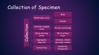 Urinary Tract Infection (UTI) | PPT