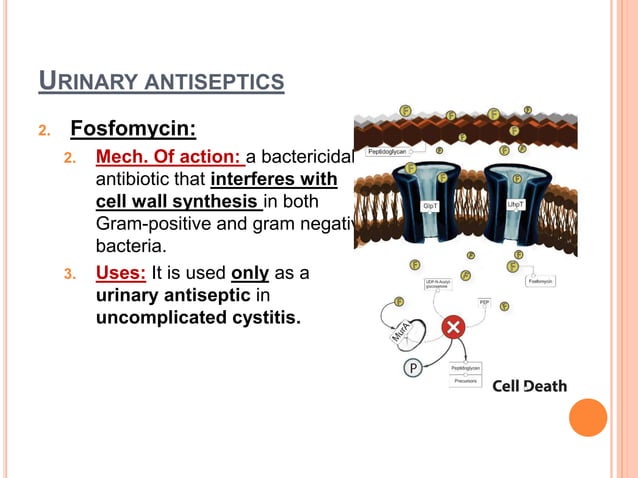 Clinical pharmacology.. Urinary tract infections | PPTX | Infectious ...