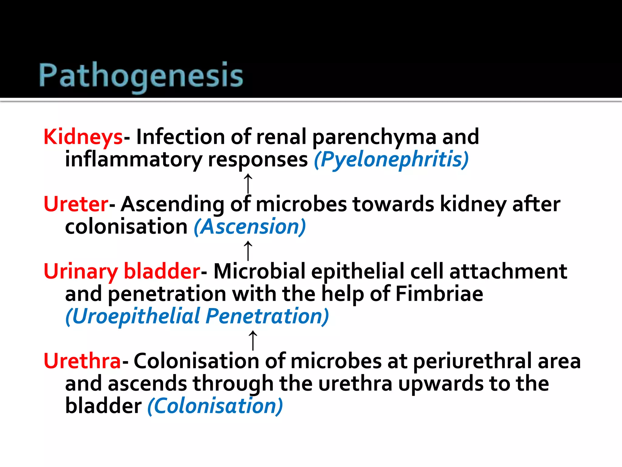 Urinary Tract Infection | PPTX