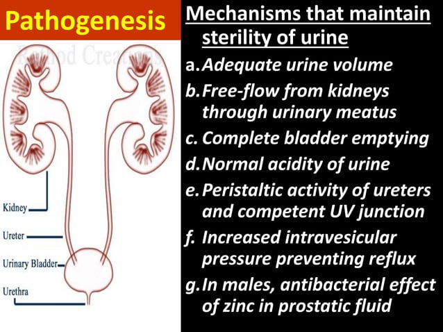 UTI power point about urinary tract infection .pptx