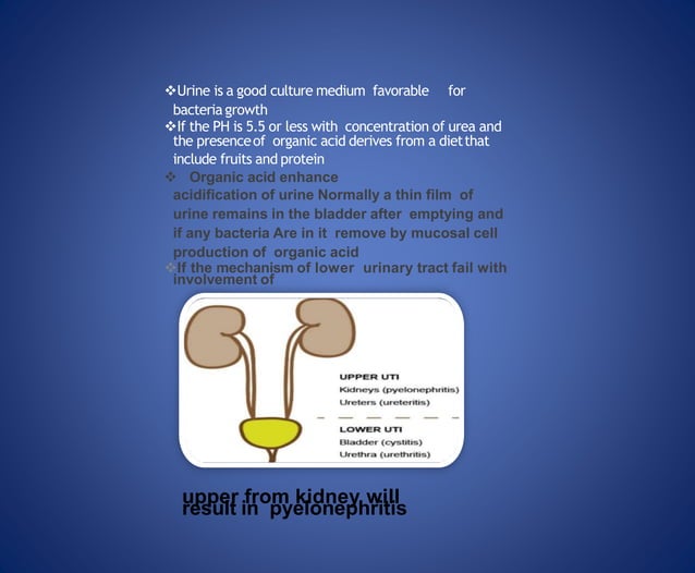 PowerPoint on Urinary Tract Infections(UTI) | PPTX | Infectious ...