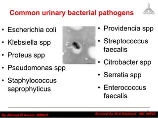 UTI | PDF | Infectious Diseases | Diseases and Conditions