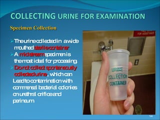 UTI- Urinary Tract Infection | PPT