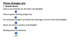UTI slides urinary tract infection slides | PPT