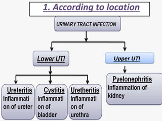 Urinary Tract Infection Medical . pptx | PPTX | Infectious Diseases ...