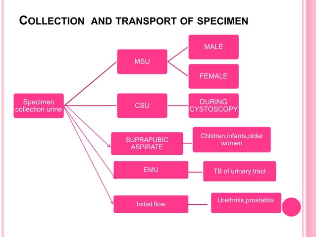 Uti and lab diagnosis | PPTX | Reproductive Health | Diseases and ...