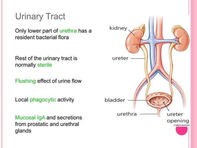 Uti and lab diagnosis
