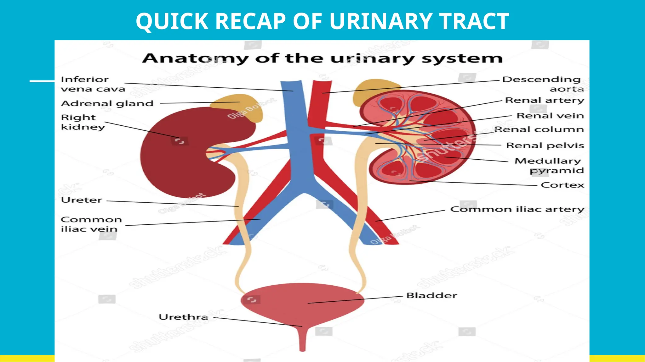 URINARY TRACT INFECTION & SEXUALLY TRANSMITTED DISEASE.pptx