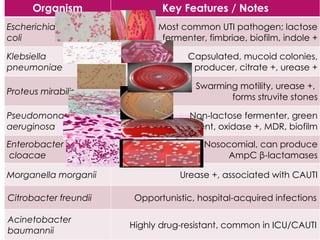 UTI_CAUTI_Microbiology_Detailed_Presentation (1).pptx
