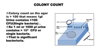 Uti diagnosis with pic microbiology | PDF