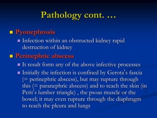 UTI in Adults and ssssssssssChildren.ppt