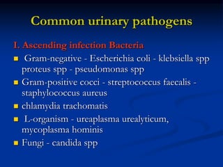 UTI in Adults and ssssssssssChildren.ppt